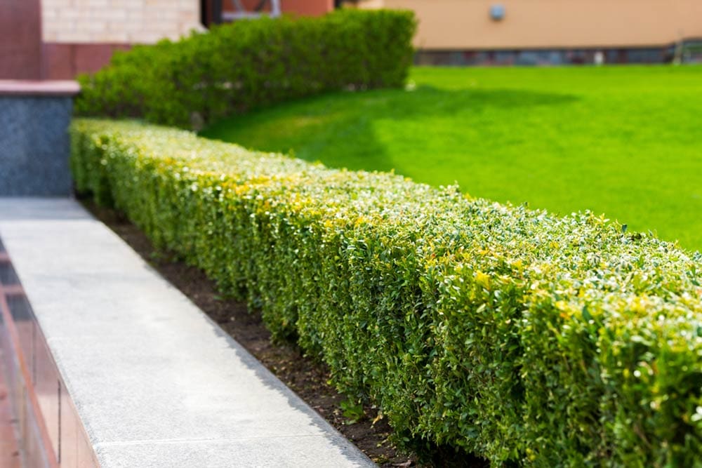 Affordable Tree & Shrub Care Services | ExperiGreen
